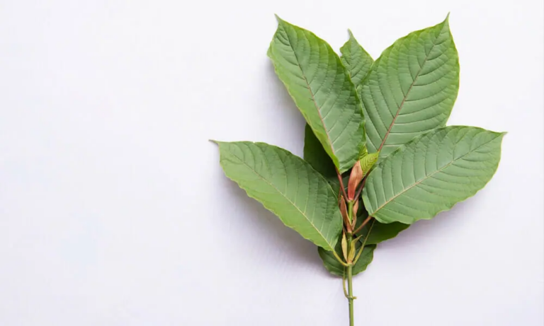 Understanding Kratom Dosage: A Comprehensive Guide - Kratom IQ Staging